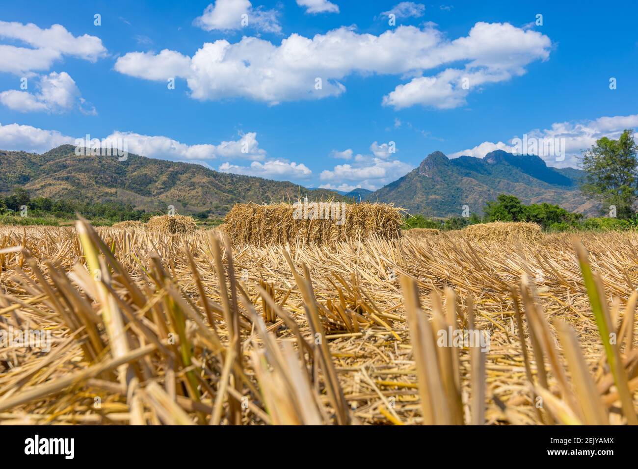 Rice straw hay in paddy field and beautiful mountain, sky nice cloud ...