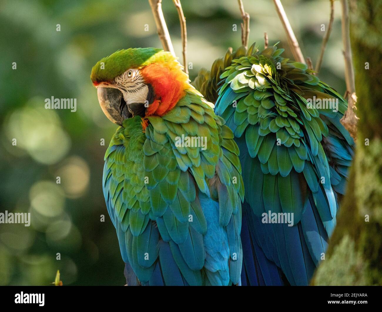 Hybrid macaw. This specimen was a result of the crossbreeding of a ...