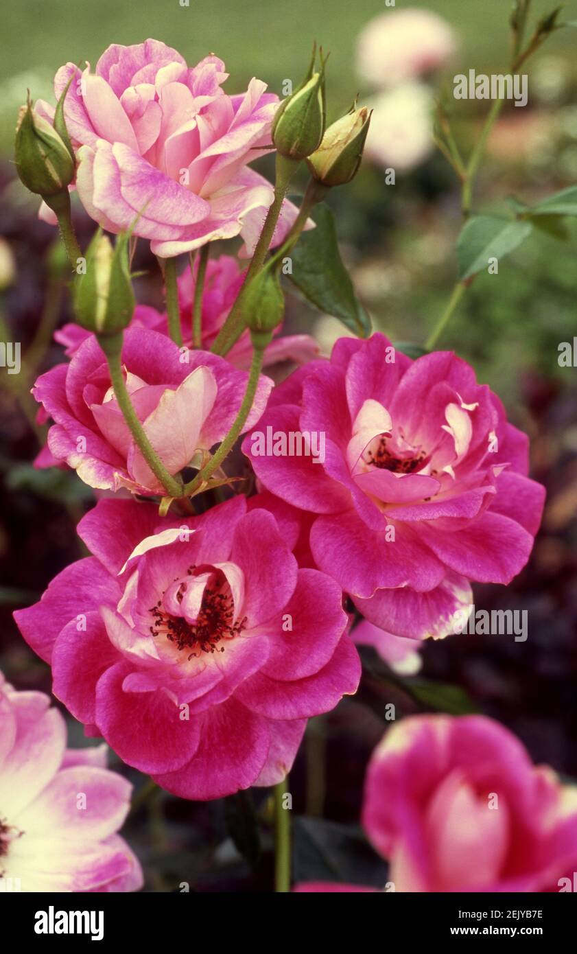 White Rose Bush High Resolution Stock Photography and Images - Alamy