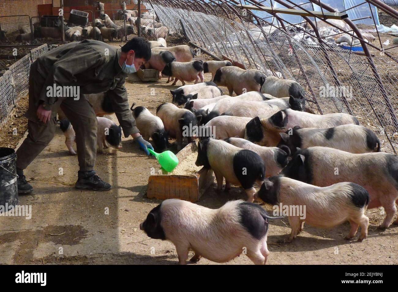 Pig farmer Yuan Changsong, who manages to bring Bama Pig, which lives ...