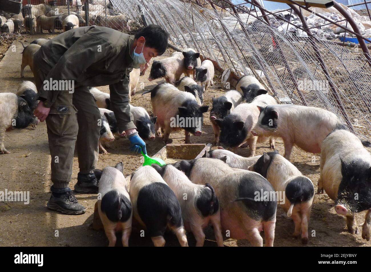 Pig farmer Yuan Changsong, who manages to bring Bama Pig, which lives ...
