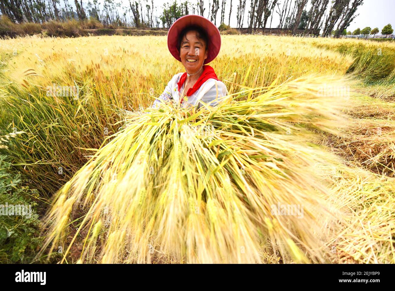 A local farmer harvest barley in the field at Miaojie town, Weishan ...