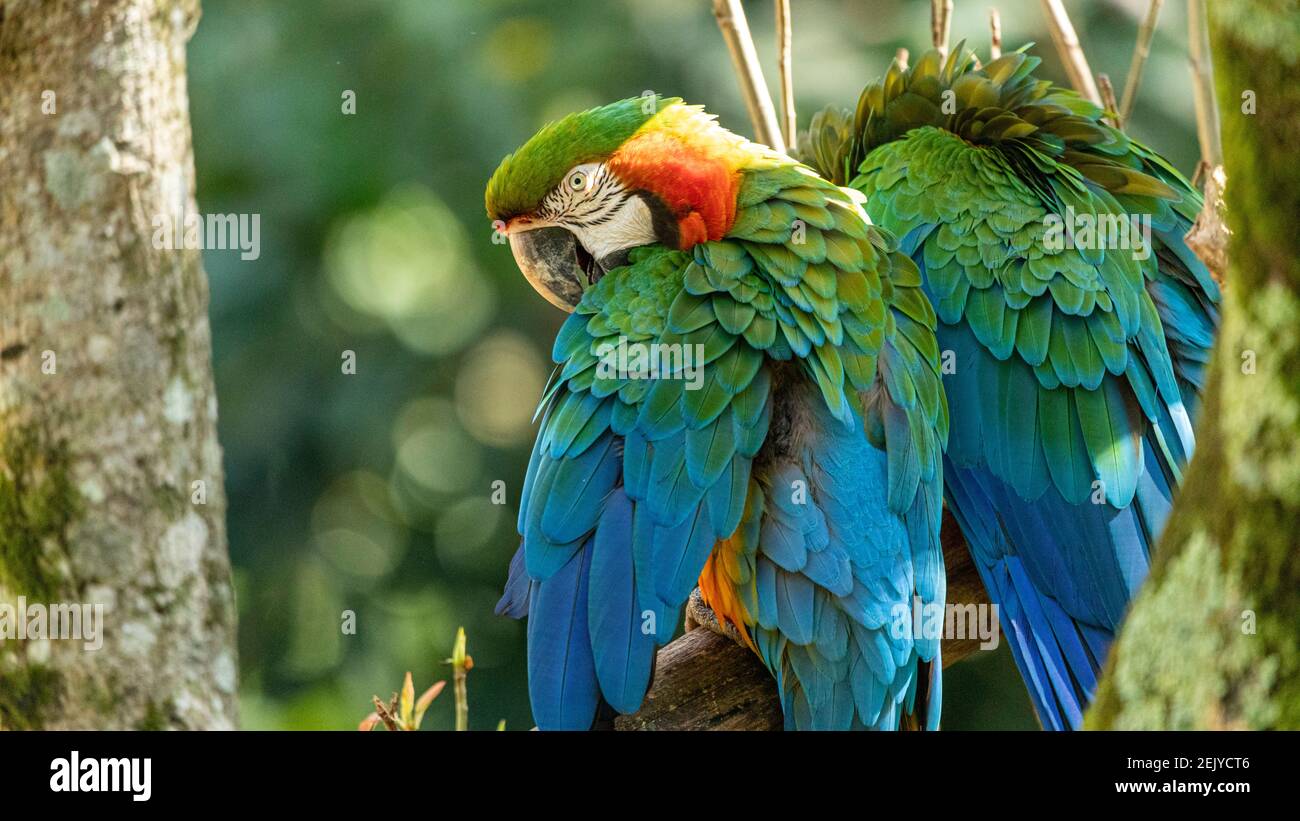 Hybrid macaw. This specimen was a result of the crossbreeding of a ...