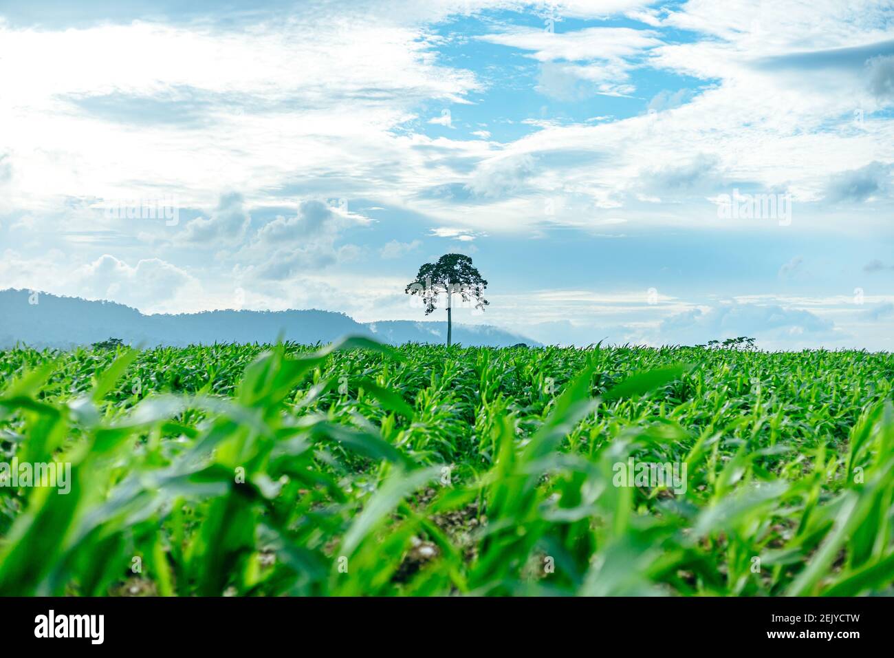 Young green corn plants on farmland. Farm corn and agriculture concept ...