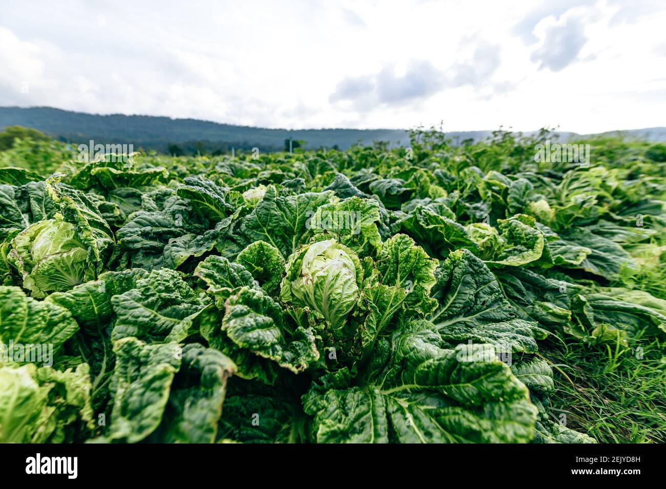 Agriculture cabbages heads in field Stock Photo - Alamy