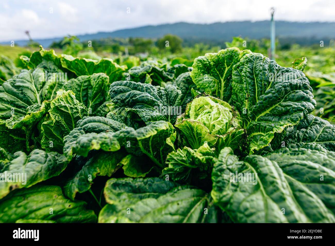Agriculture cabbages heads in field Stock Photo - Alamy