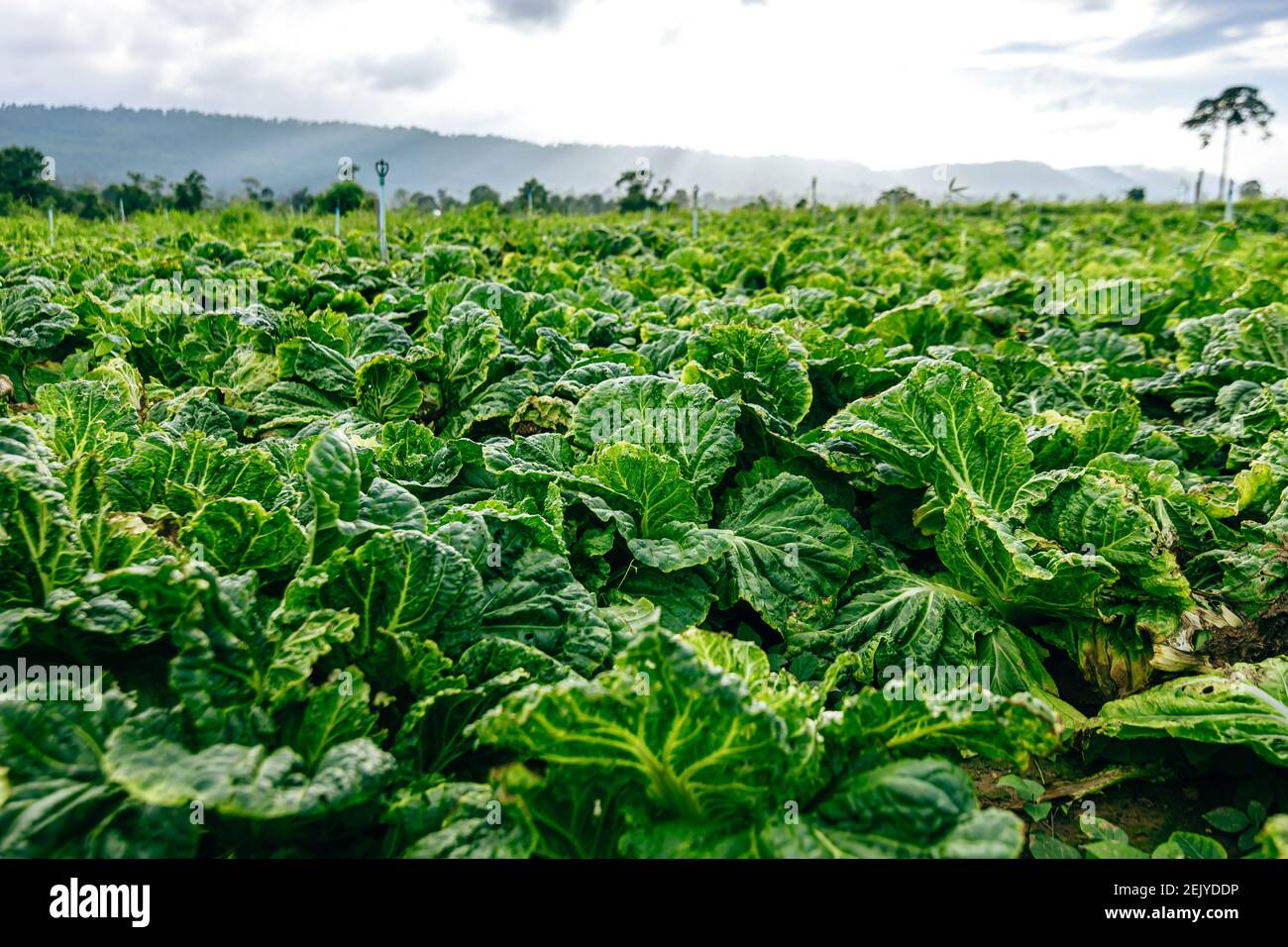Agriculture cabbages heads in field Stock Photo - Alamy
