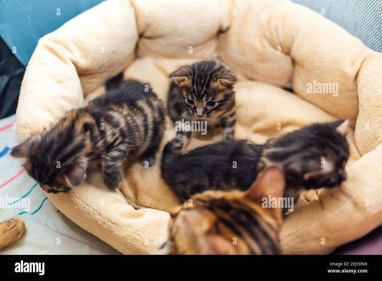 Closee-up face of Bengal newborn kittens on the pillow Stock Photo - Alamy
