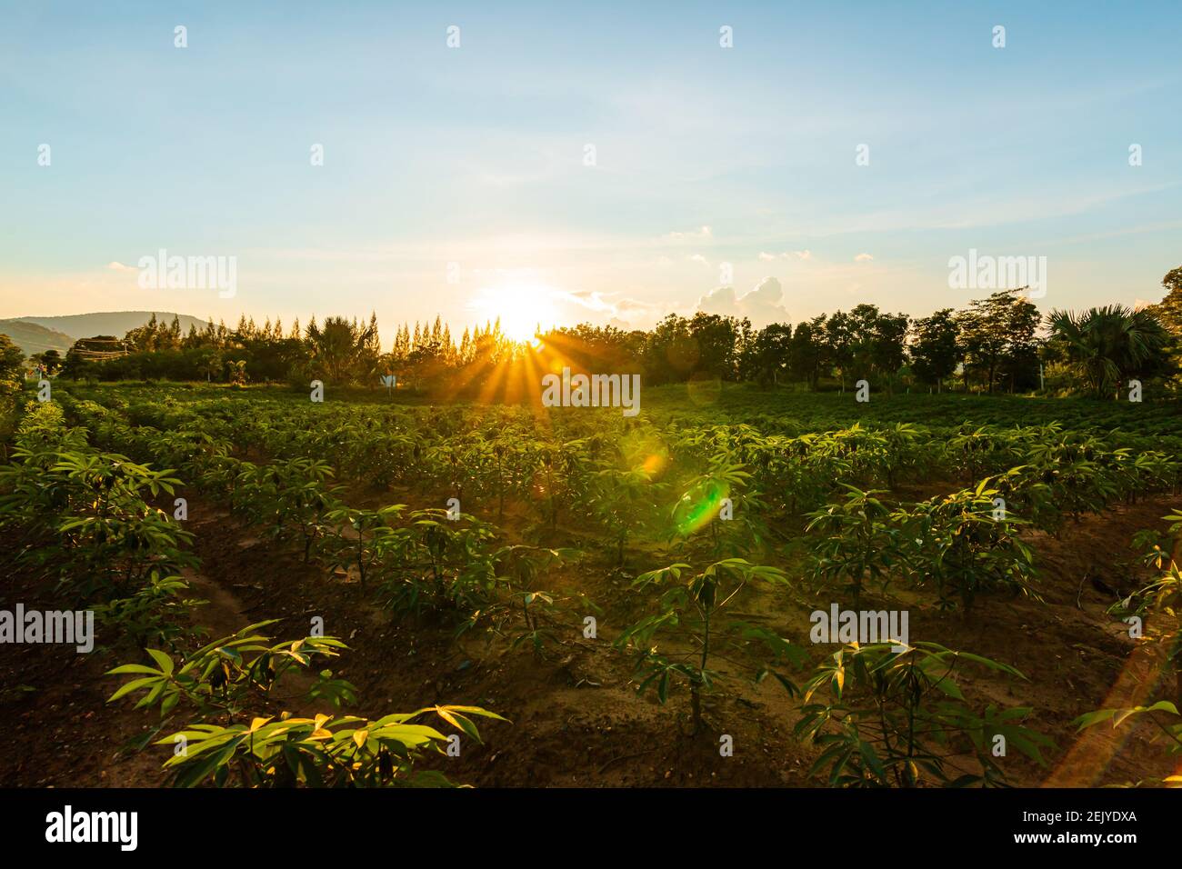 Tapioca farm, potato farm, tapioca plantation growth and mountain ...