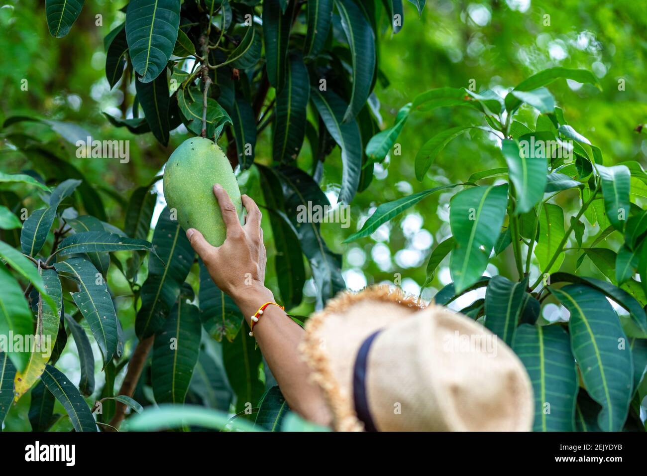 farmer hand picking mango from mango tree Stock Photo - Alamy