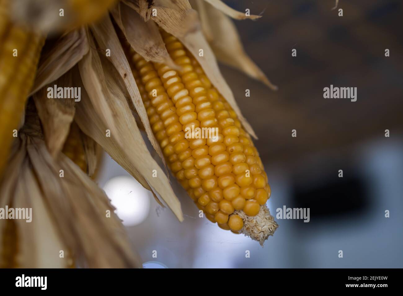 Dried corn cob hanging at farm. harvesting corn concept Stock Photo - Alamy
