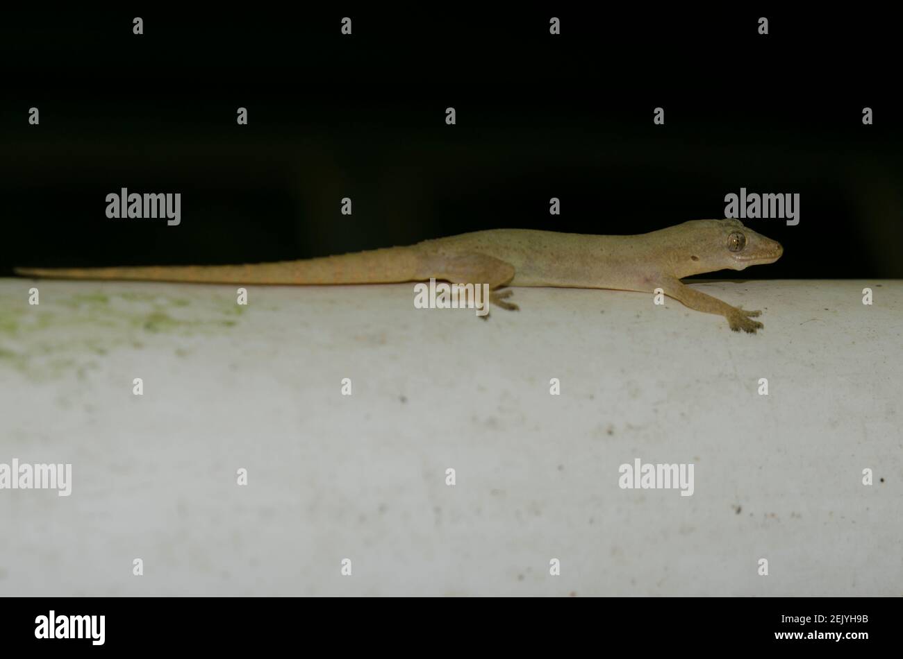 Asian House Gecko, Hemidactylus frenatus, Klungkung, Bali, Indonesia ...