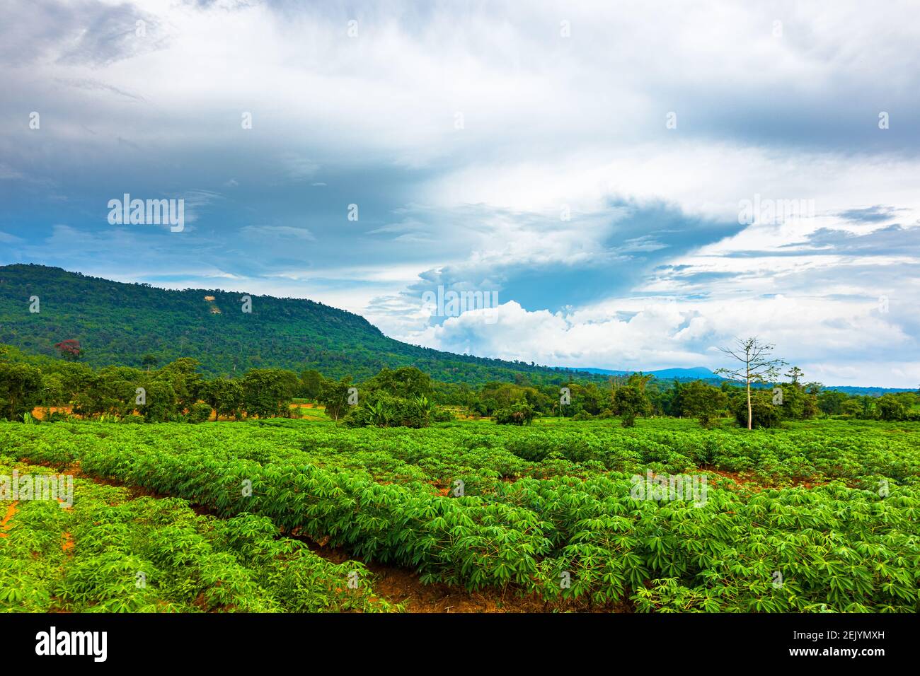 Tapioca farm, potato farm, tapioca plantation growth and mountain ...