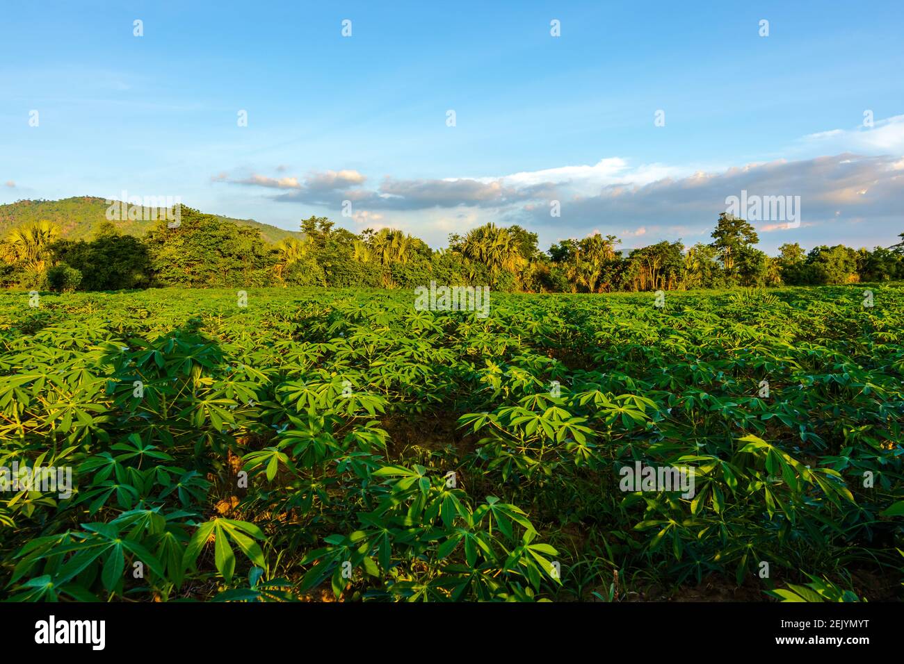 Tapioca farm, potato farm, tapioca plantation growth and mountain ...