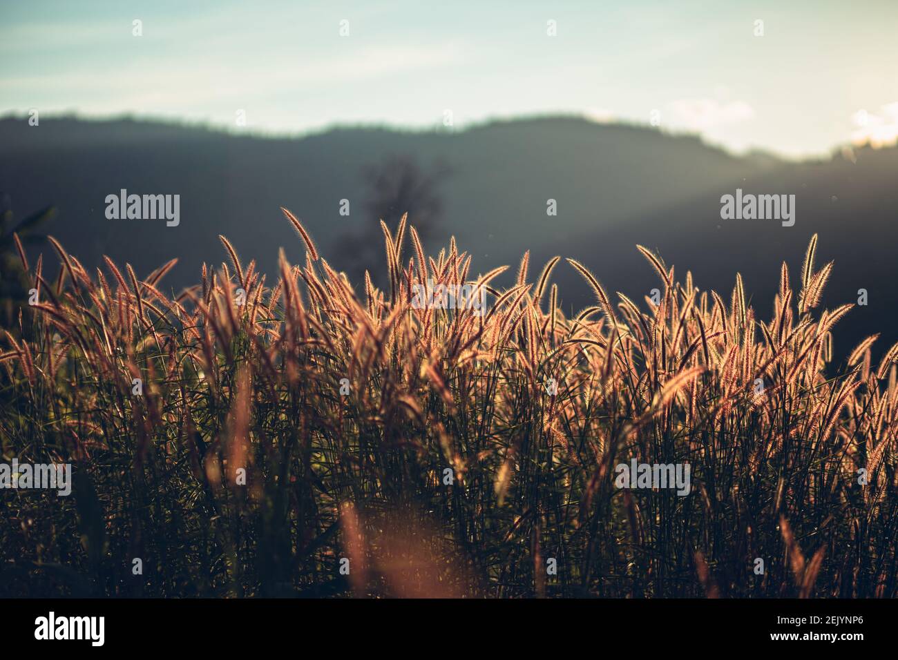 Beautiful grass flower field and light of sun. Background and texture ...