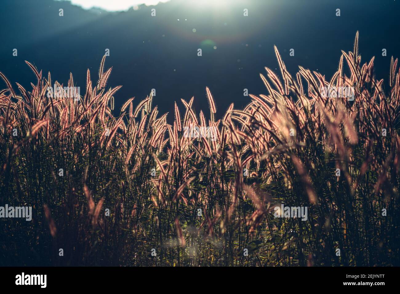 Beautiful grass flower field and light of sun. Background and texture ...