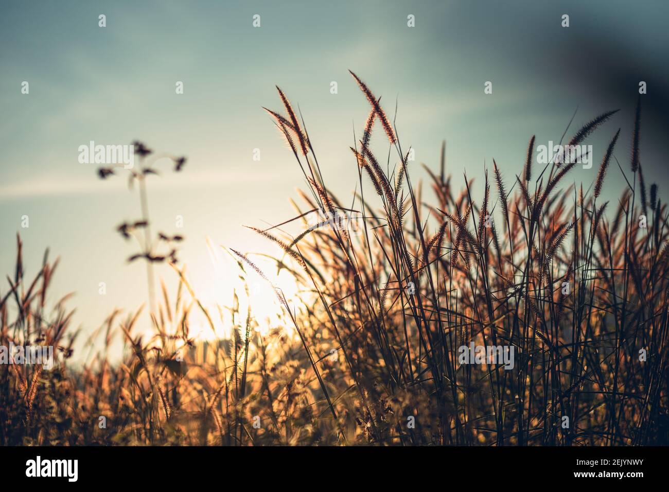 Beautiful grass flower field and light of sun. Background and texture ...