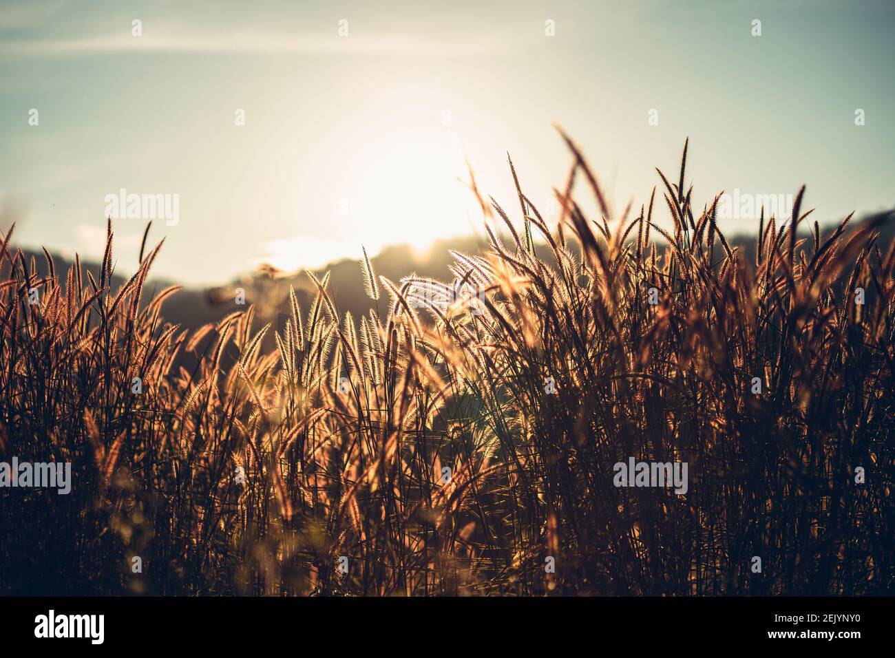 Beautiful grass flower field and light of sun. Background and texture ...