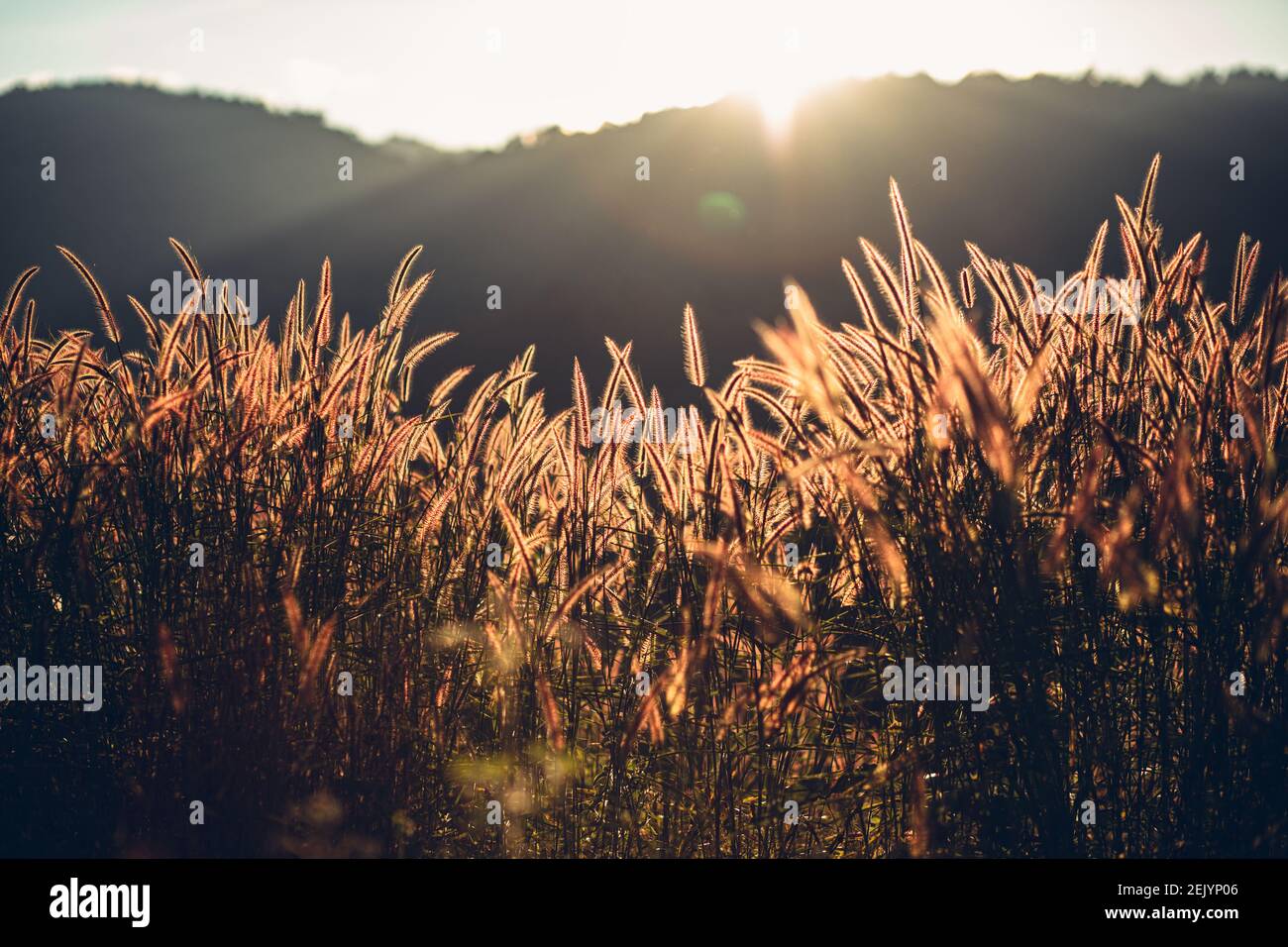 Beautiful grass flower field and light of sun. Background and texture ...