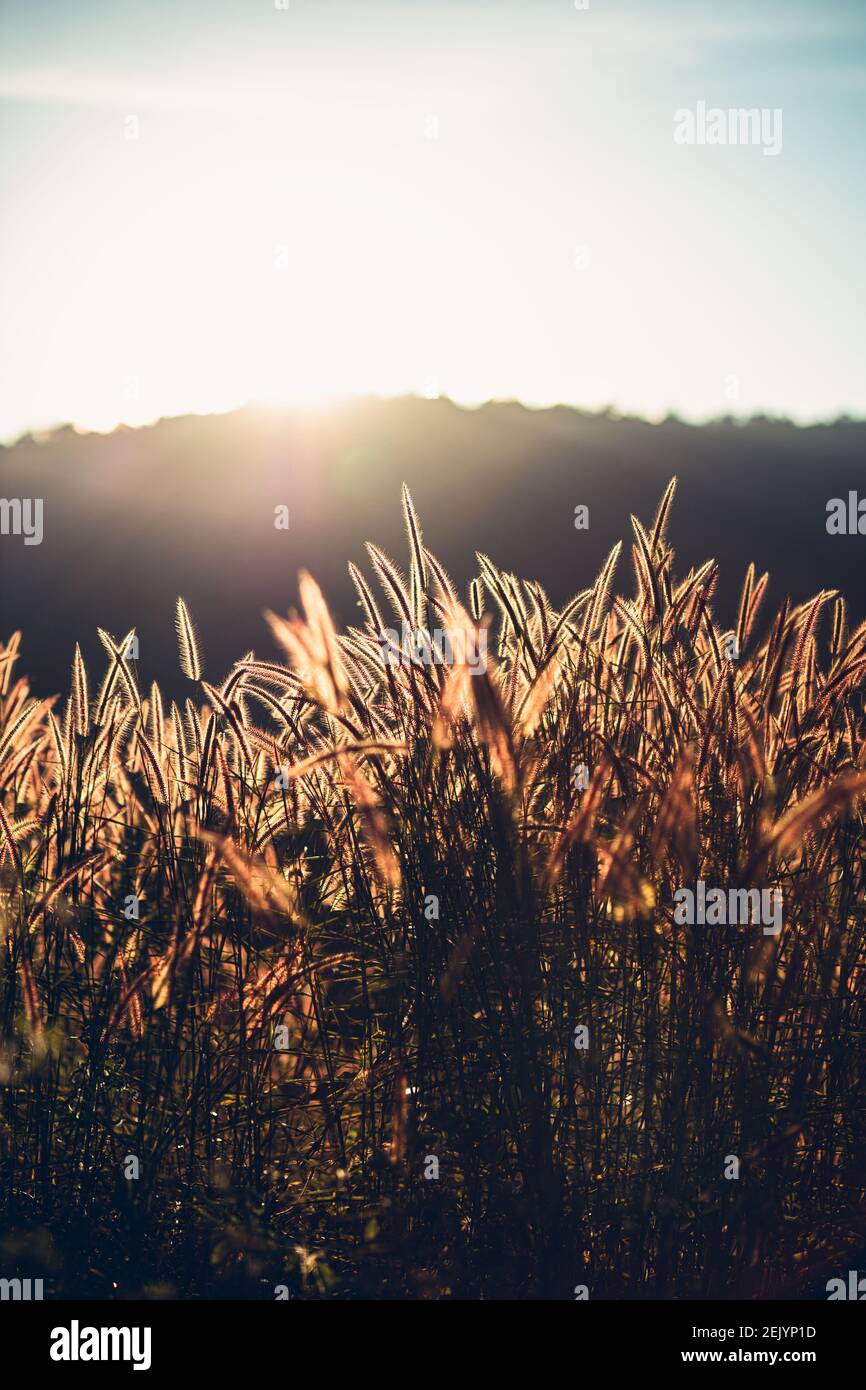 Beautiful grass flower field and light of sun. Background and texture ...