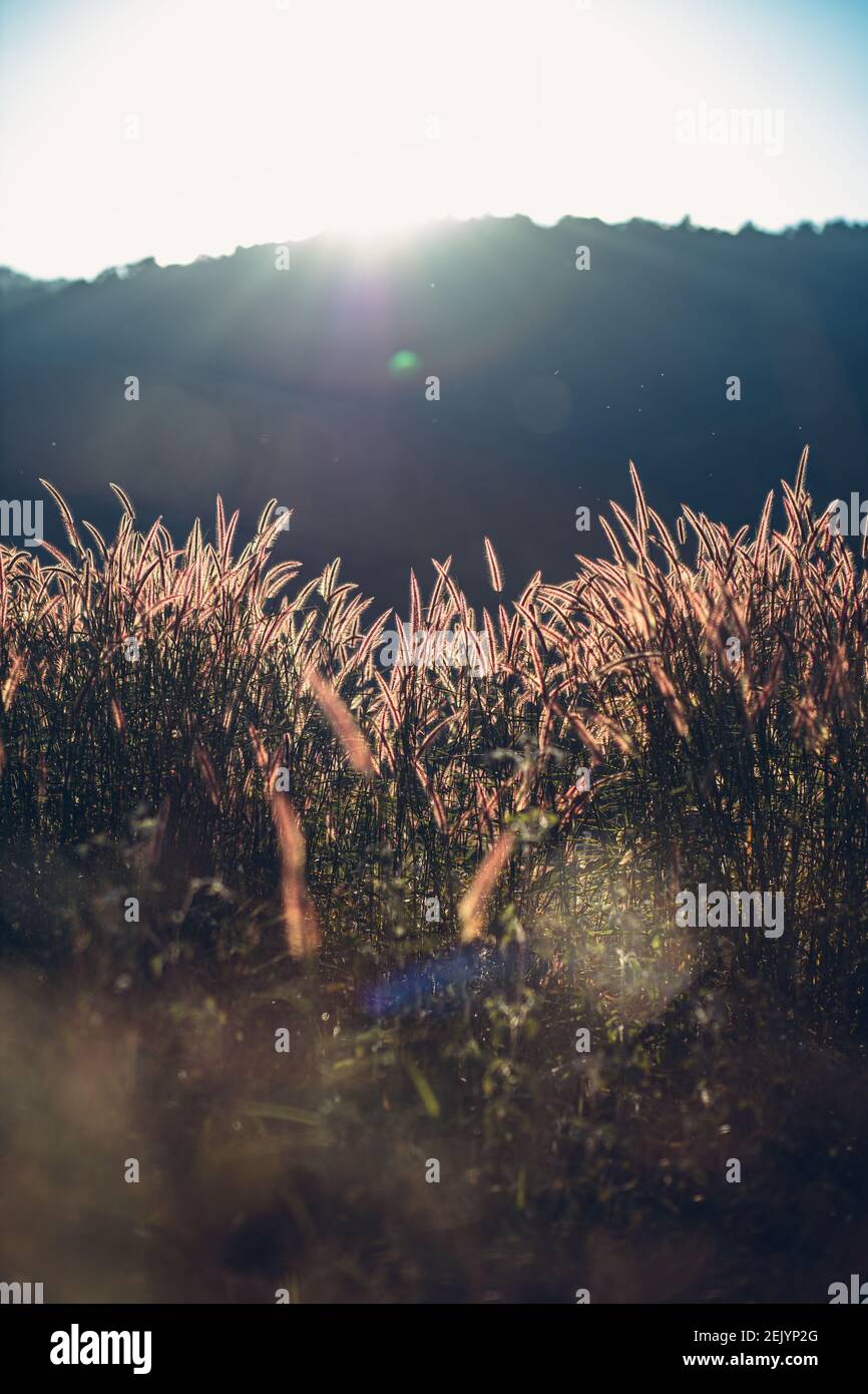 Beautiful grass flower field and light of sun. Background and texture ...