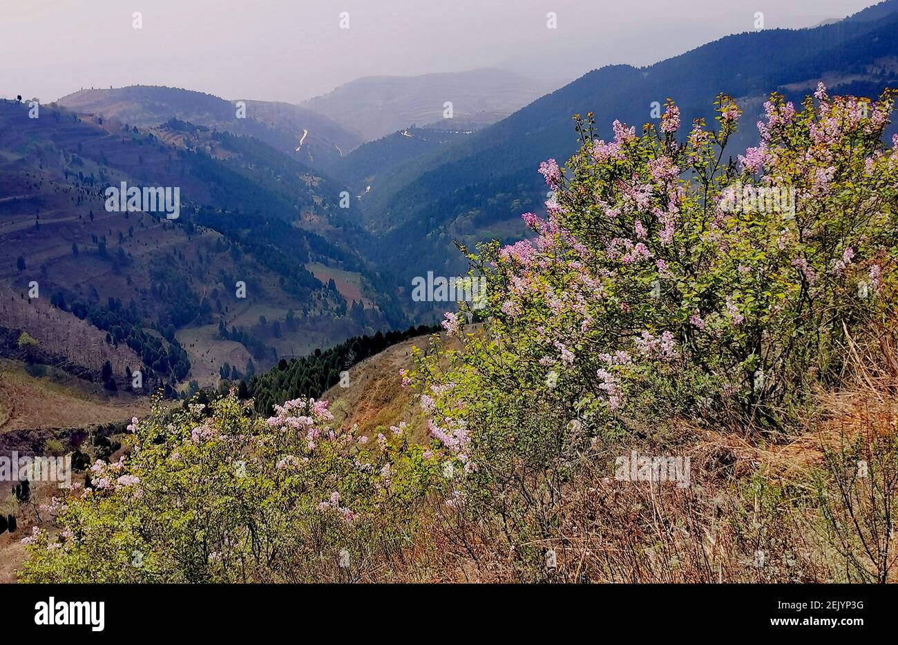 BAOJI, CHINA - APRIL 11, 2020 - Lilac blooms in Huangmei mountain ...
