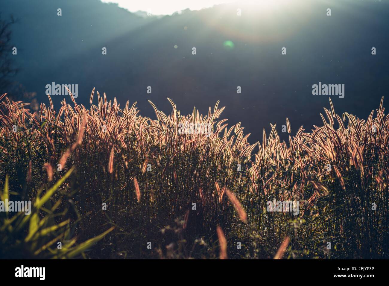 Beautiful grass flower field and light of sun. Background and texture ...