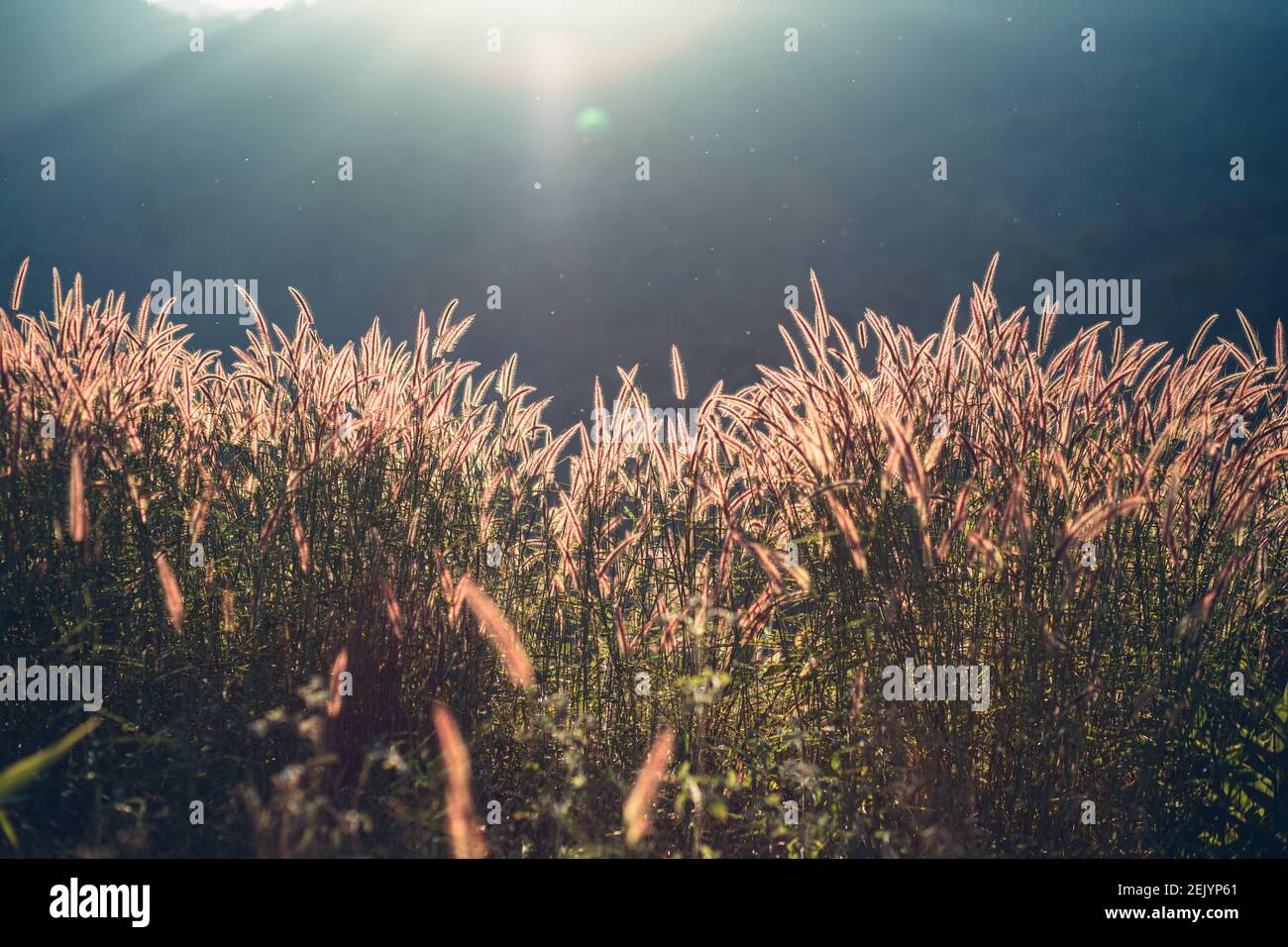 Beautiful grass flower field and light of sun. Background and texture ...