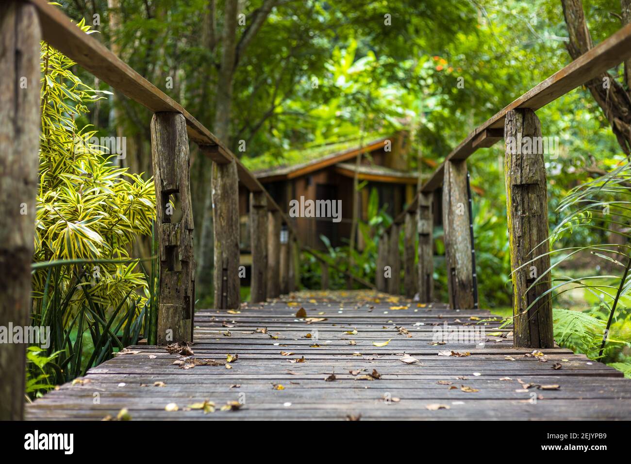 wood bridge in the forest Stock Photo - Alamy
