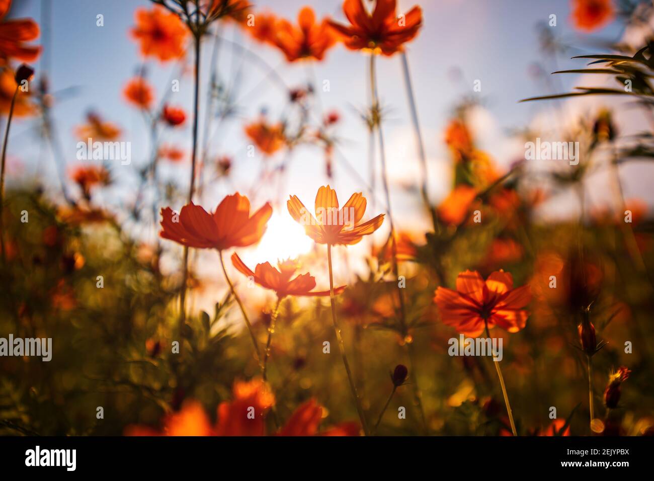 Beautiful Sky Blue Flowers