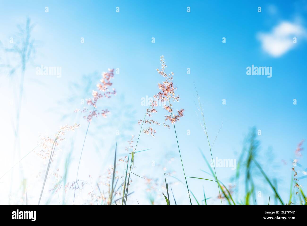 Beautiful grass flower field and light of sun. Background and texture ...