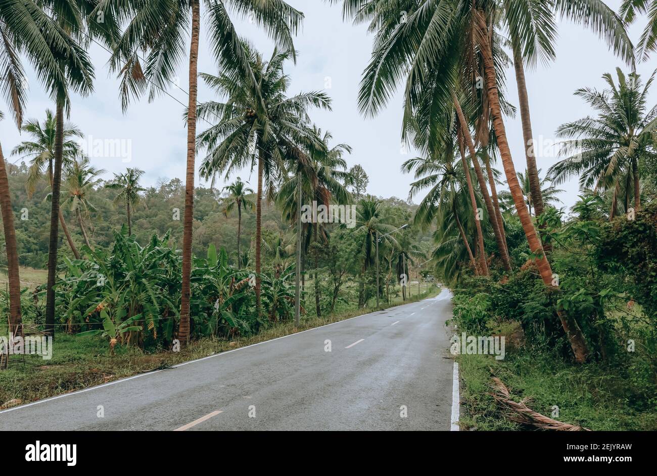 Coconut palms and road in tropical island Stock Photo - Alamy
