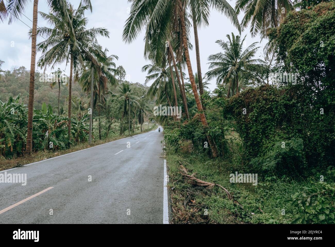 Coconut palms and road in tropical island Stock Photo - Alamy