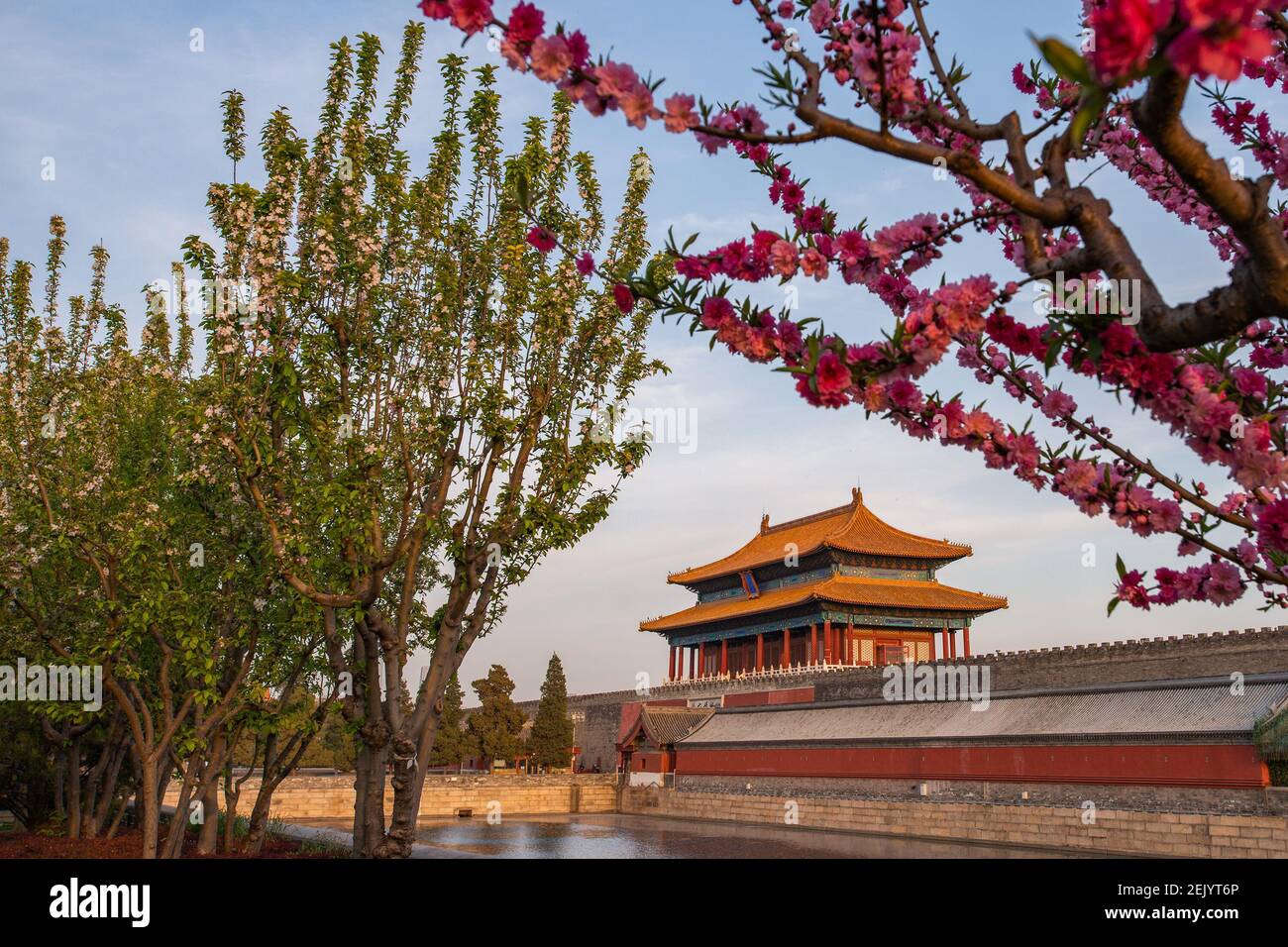 Trees along the moat of palace complex Forbidden City blossom as spring ...