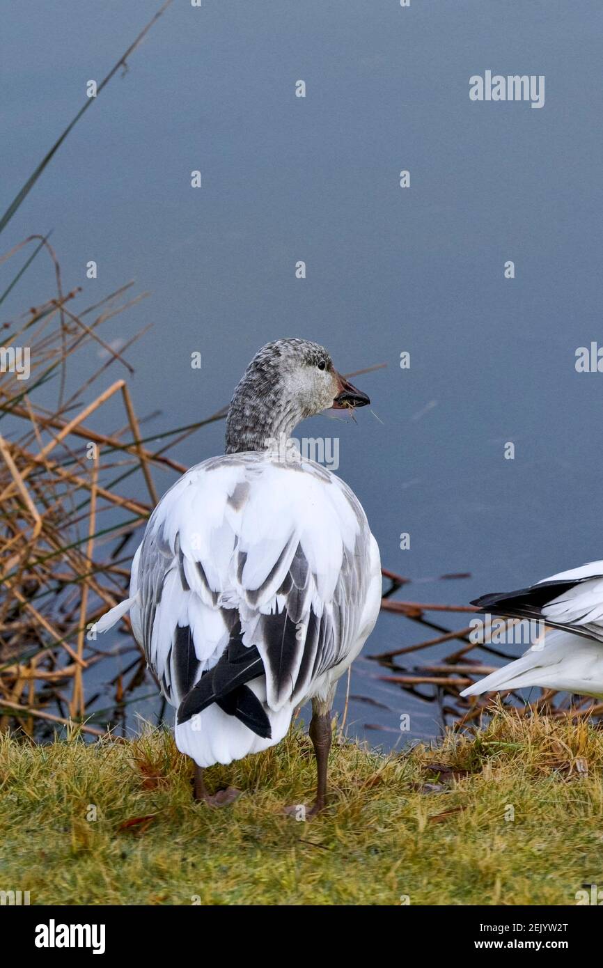 Snow geese vancouver bc hi-res stock photography and images - Alamy