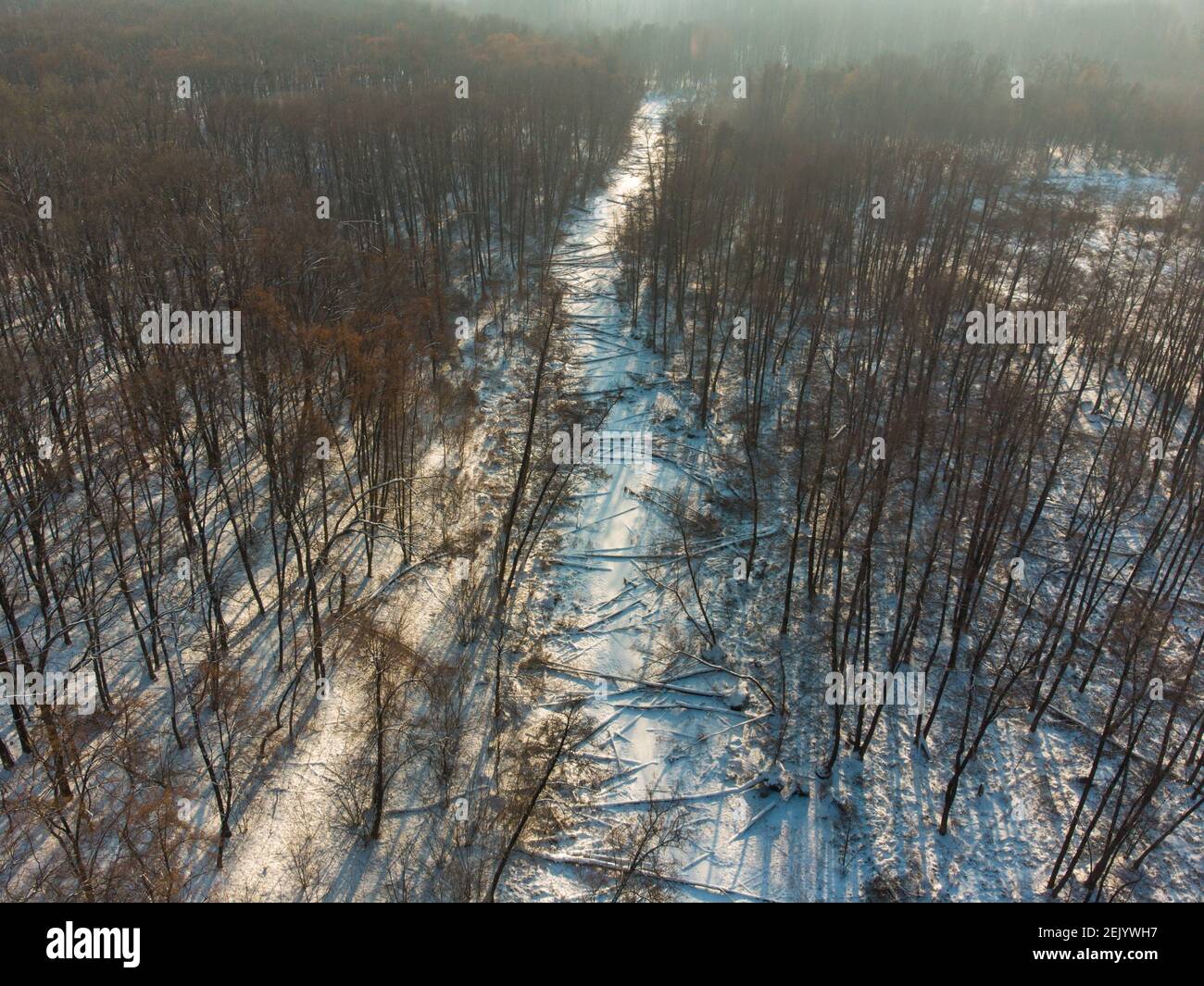 aerial view of forest covered with snow ,bird's eye view Stock Photo ...