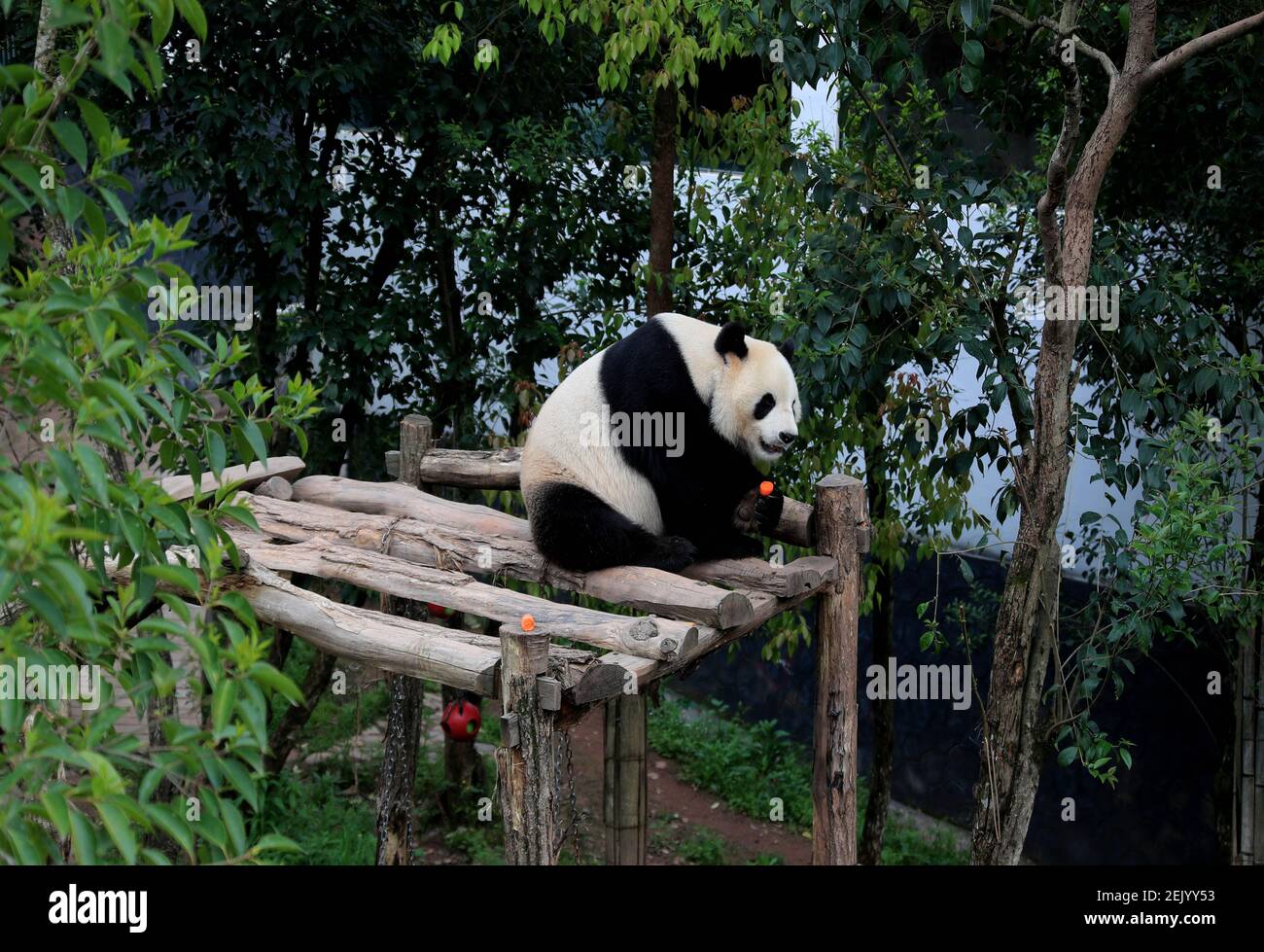 A giant panda plays on a sunny day at an ecological park in Xiuning ...