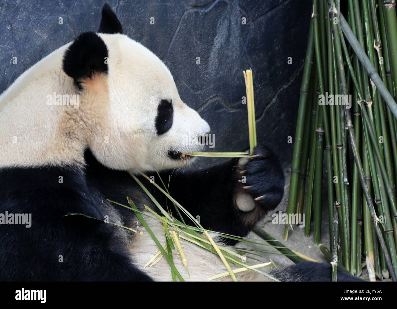 A giant panda plays on a sunny day at an ecological park in Xiuning ...