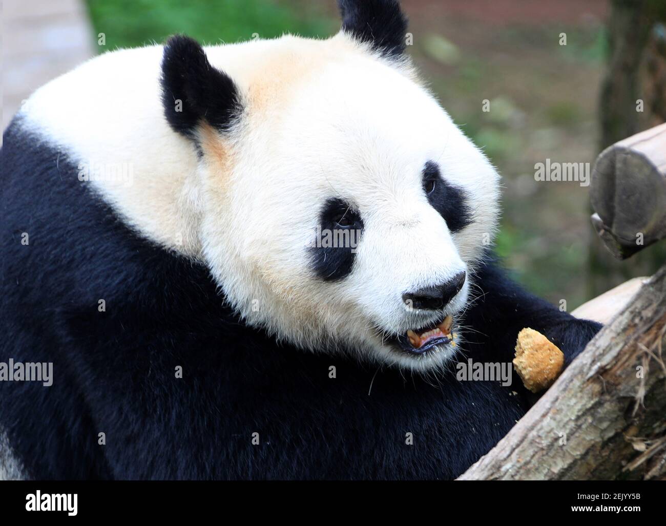 A giant panda plays on a sunny day at an ecological park in Xiuning ...