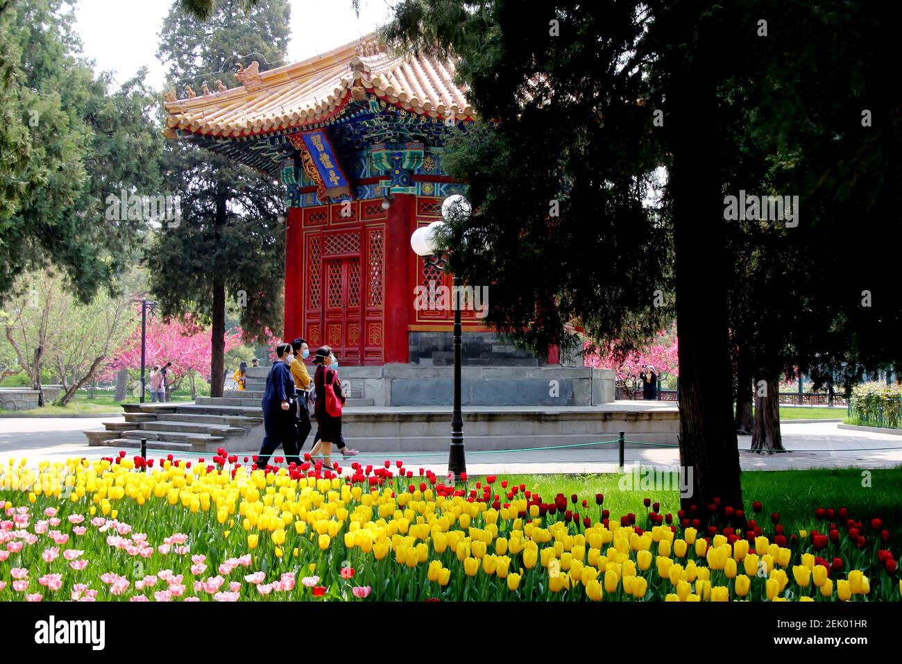 400£¬000 tulips of hundred varieties are in full bloom at Zhongshan ...