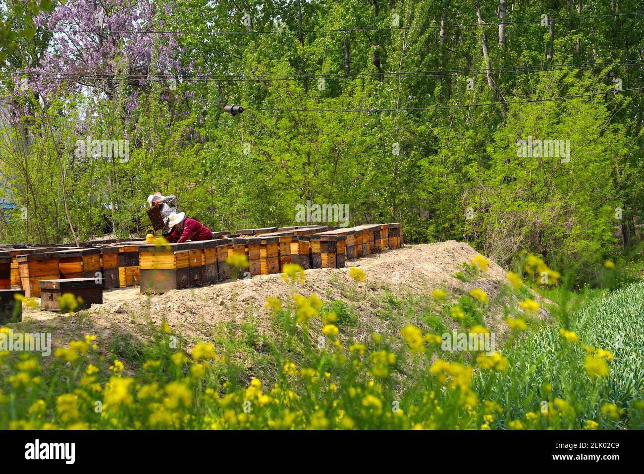 MINQUAN, CHINA - APRIL 15, 2020 - A couple harvests honey in Minquan ...