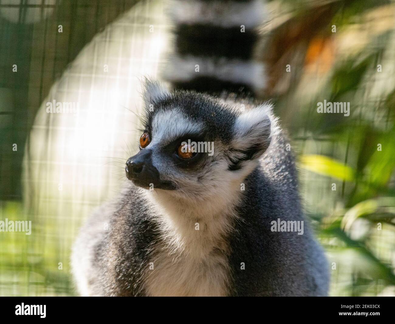 Ring tail Lemur (lemur catta Stock Photo - Alamy