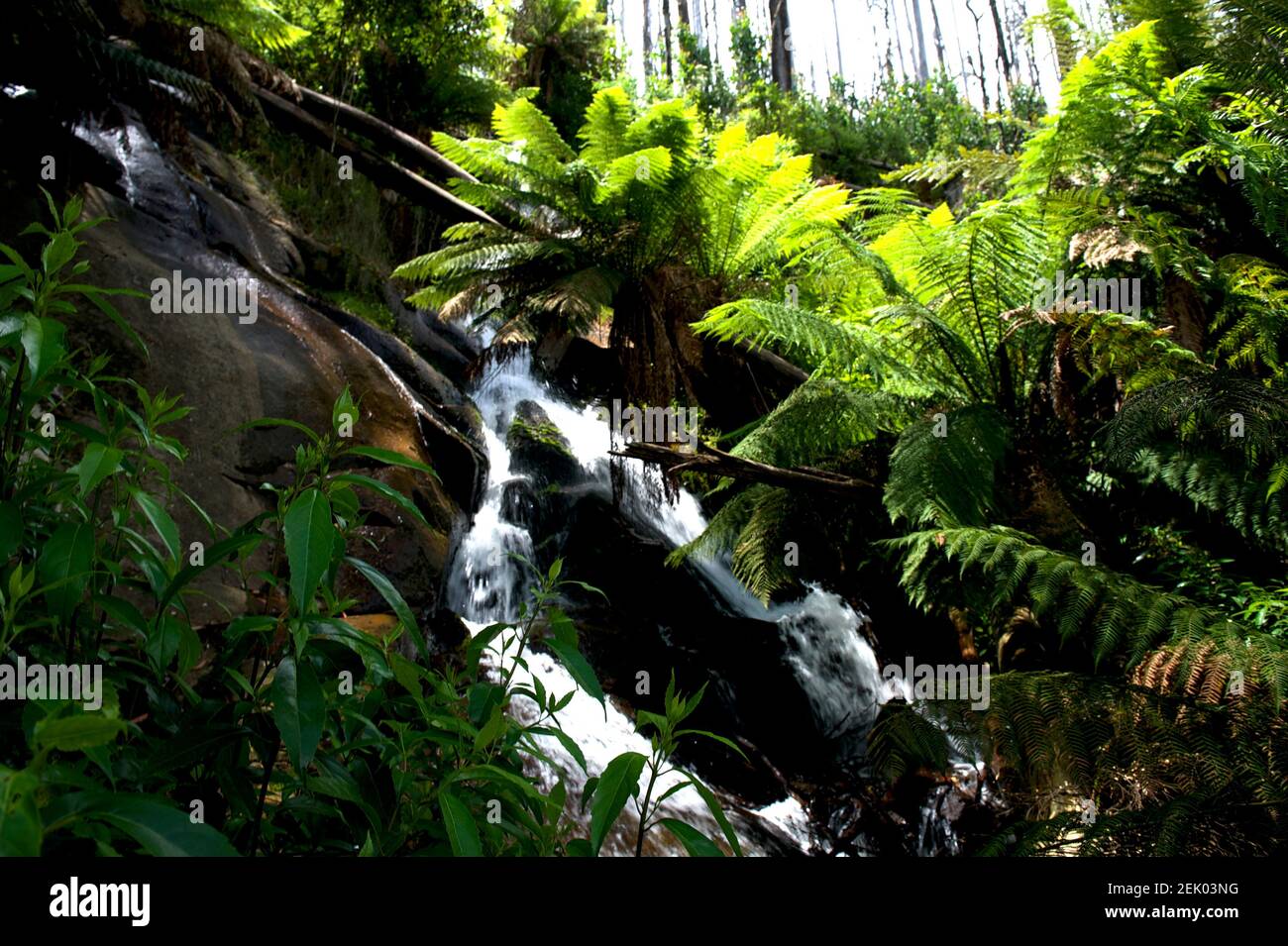 Phantom Falls are in the Cathedral Ranges near Marysville in Victoria ...