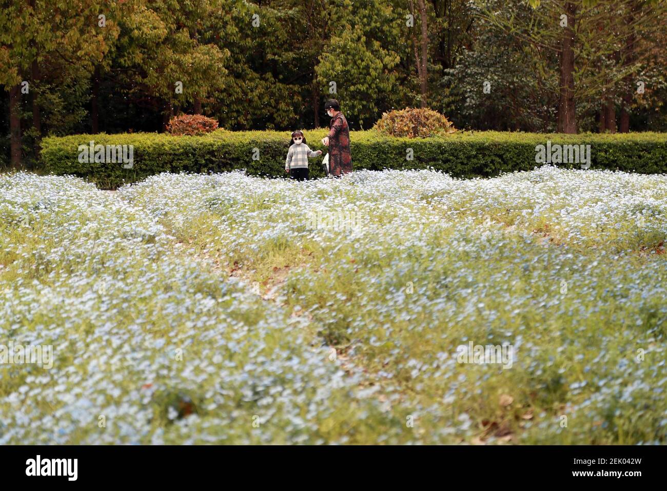 Nemophila (baby blue eyes) are in full blooms at Minhang Culture Park ...