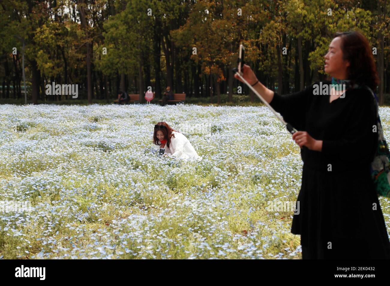 Nemophila (baby blue eyes) are in full blooms at Minhang Culture Park ...