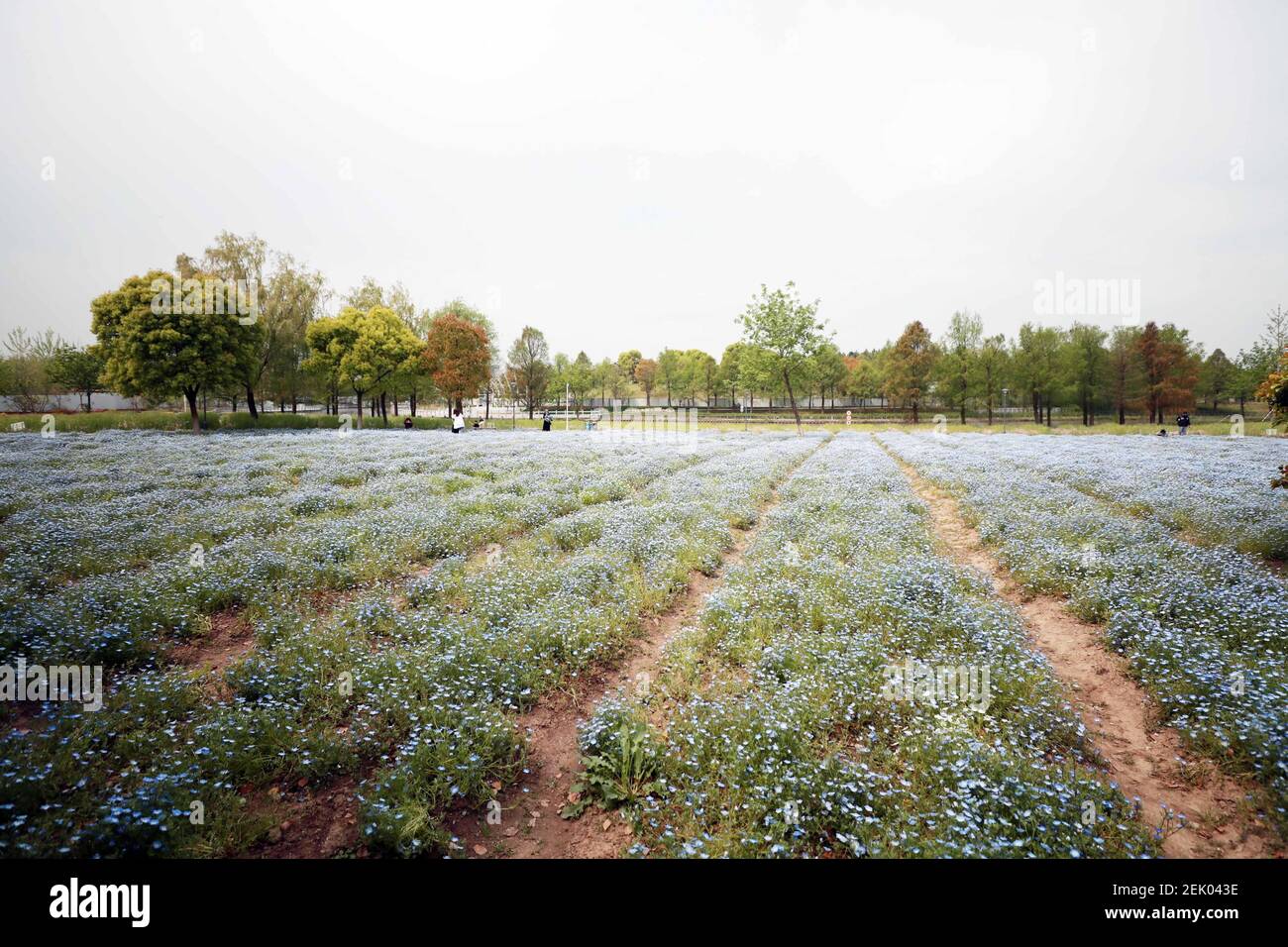 Nemophila (baby blue eyes) are in full blooms at Minhang Culture Park ...