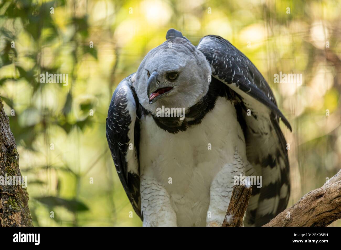 Harpy eagle face hi-res stock photography and images - Alamy
