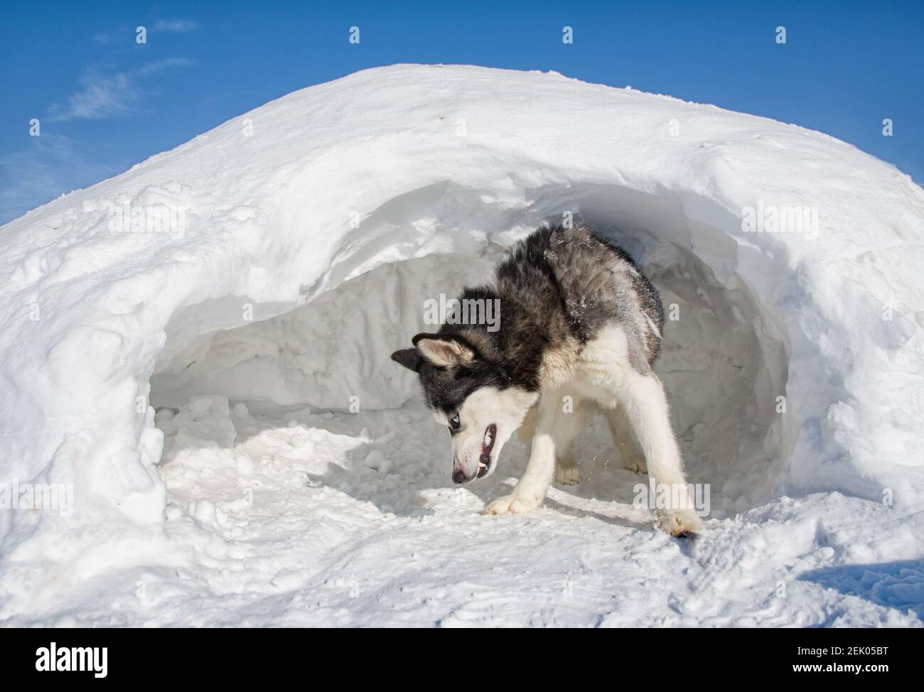 Wolf lair hi-res stock photography and images - Alamy