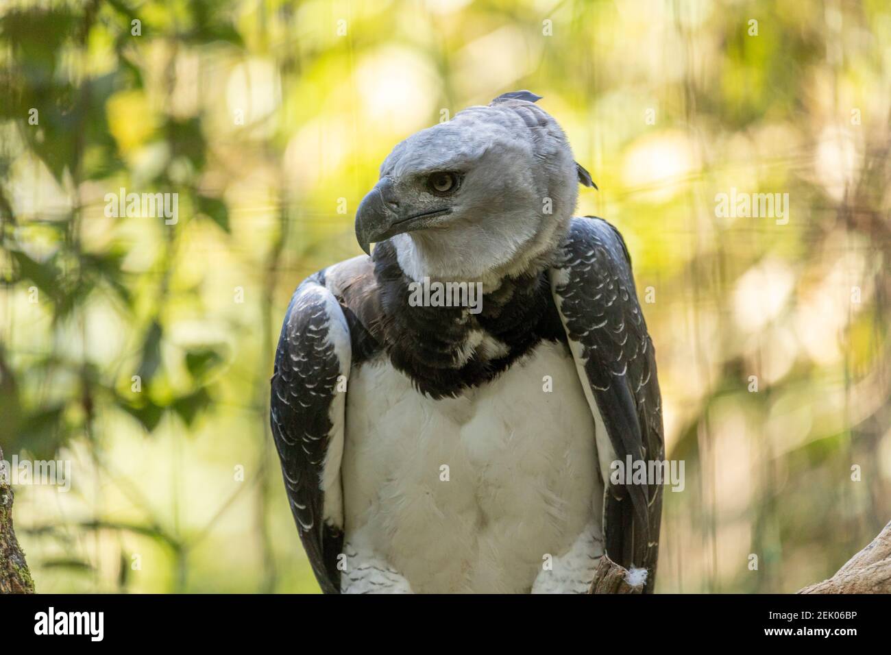 Harpy eagle face hi-res stock photography and images - Alamy