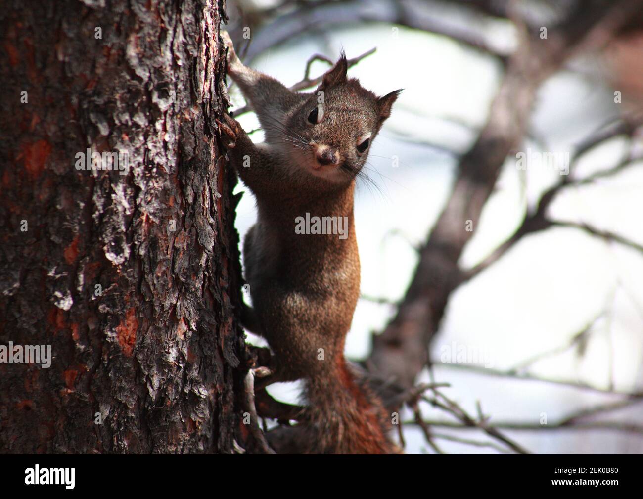 Thriving wild life hi-res stock photography and images - Alamy